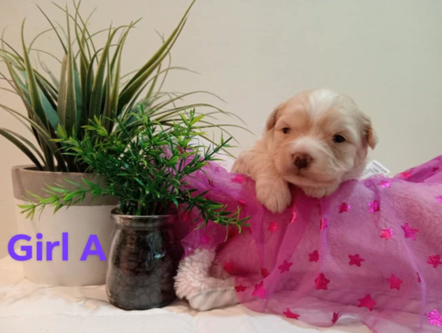 Moodle cross longhaired Chihuahua puppies | Dogs & Puppies | Gumtree ...