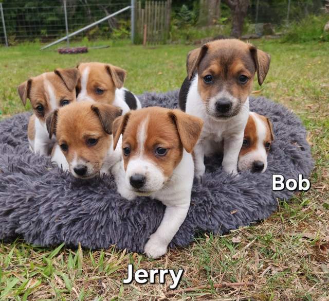 Puppies -Jack Russell. 1 girl - Charlotte. 1 boy - Bob. | Dogs ...