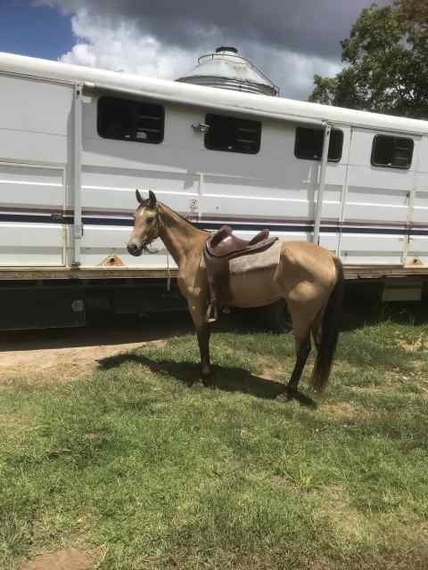 My sweet Sharona 🤩 | Horses & Ponies | Gumtree Australia Goulburn City ...