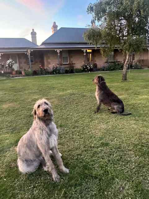 Purebred Irish Wolfhound Puppies EOi | Dogs & Puppies | Gumtree ...