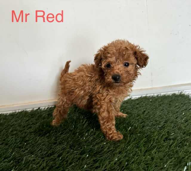Toy Poodle Purebred Pups - Red & Apricot | Dogs & Puppies | Gumtree ...