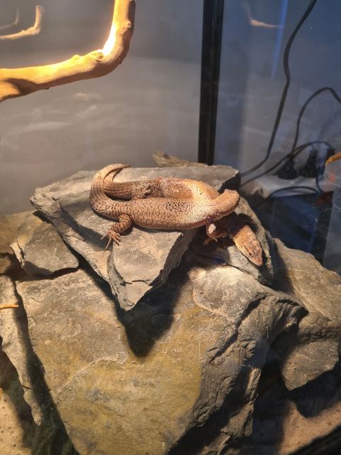 breeding pair storrs monitors | Reptiles & Amphibians | Gumtree ...