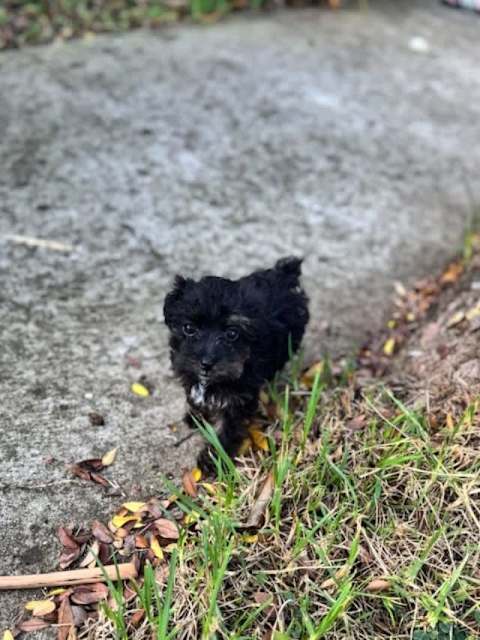 Rare Bob-tail Jackapoo puppies for sale | Dogs & Puppies | Gumtree ...