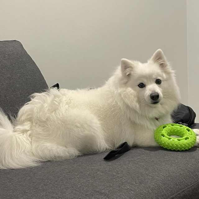 Beautiful Female Japanese spitz | Dogs & Puppies | Gumtree Australia ...