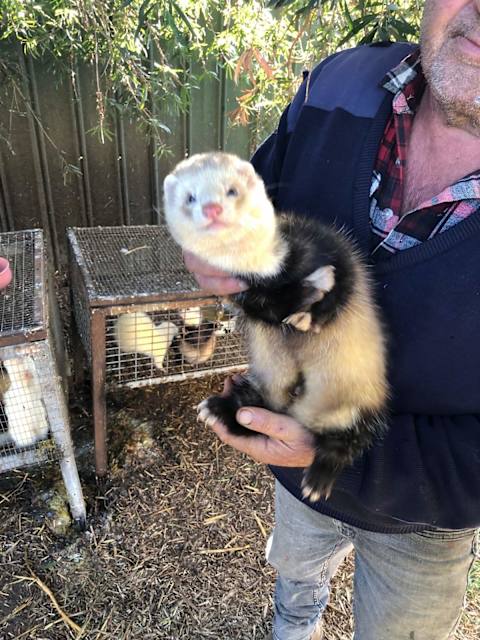Ferrets Ready to Work | Other Pets | Gumtree Australia Swan Hill Area ...