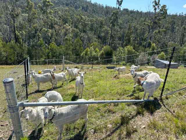 Friendly herd of 15 goats seeking new home, can be separated ...