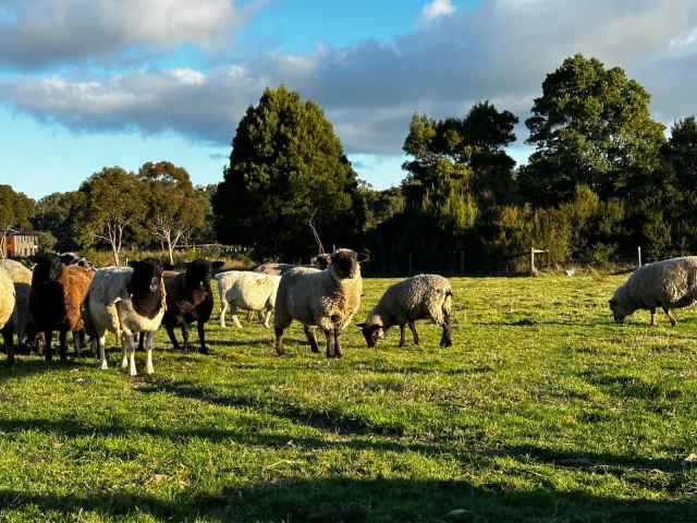 Sheep for sale. Ewes & Ram Available | Livestock | Gumtree Australia ...