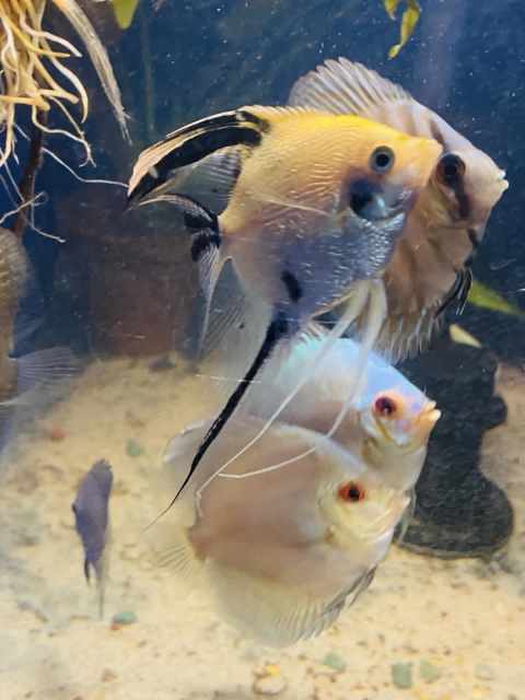 Aquarium Fish Discus, Angels, Africans | Fish | Gumtree Australia ...