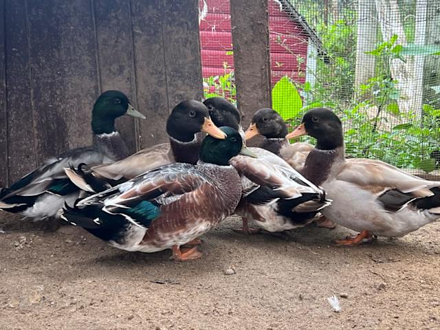 Call Ducks - pruebred drakes | Livestock | Gumtree Australia Pine ...