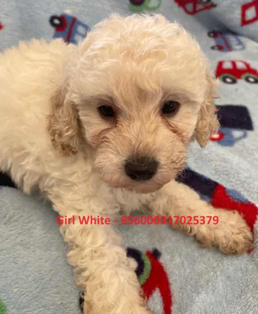 🐩 Lucky Last - Adorable Toy Poodle Girl 🐩 | Dogs & Puppies | Gumtree ...