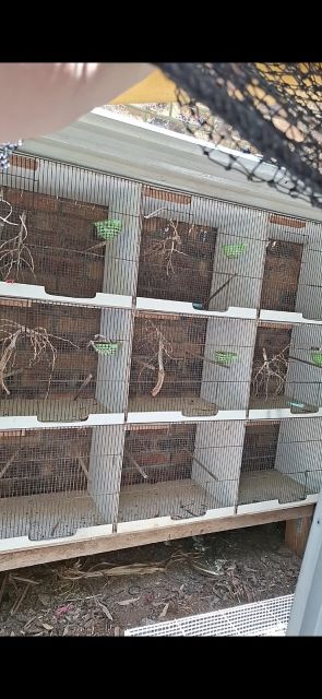 Individual breeding cages | Birds | Gumtree Australia Pine Rivers Area ...