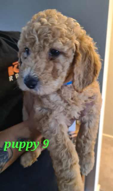 Groodle pups first generation | Dogs & Puppies | Gumtree Australia ...