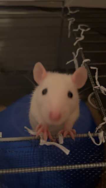 Baby rats for sale ready 3 weeks | Other Pets | Gumtree Australia ...