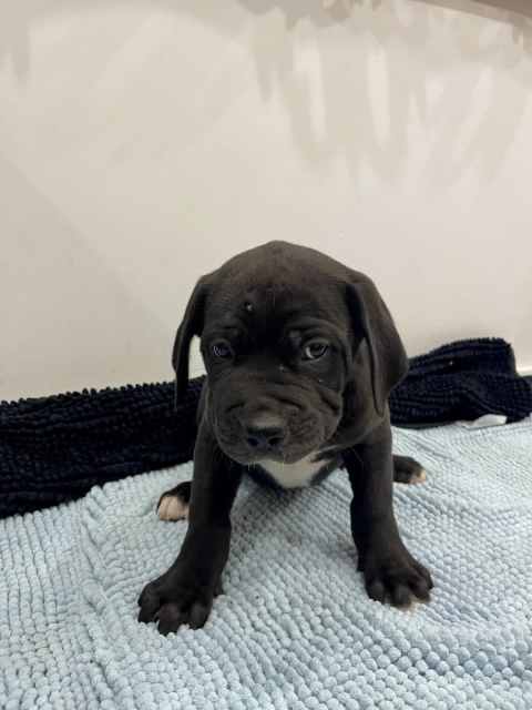 Cane corso pure breed puppies | Dogs & Puppies | Gumtree Australia ...