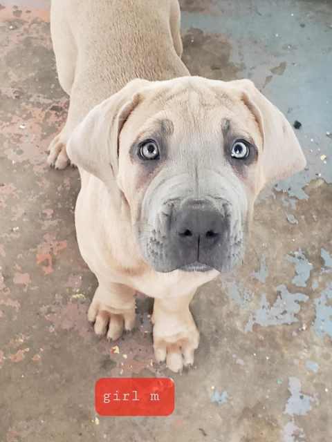 neo x & brazilian x mastiff pups | Dogs & Puppies | Gumtree Australia ...