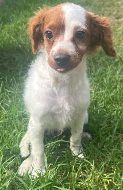 Rare Straight coat Blenheim Male TOY Cavoodle 4 months old | Dogs ...