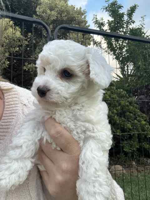 Gorgeous little Moodle girl , ready today!! | Dogs & Puppies | Gumtree ...
