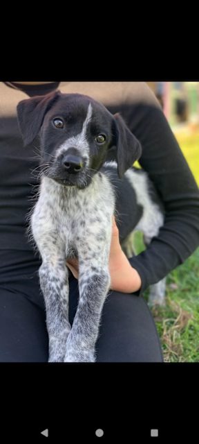 Wolfhound x German Shorthaired Pointer Puppies | Dogs & Puppies ...