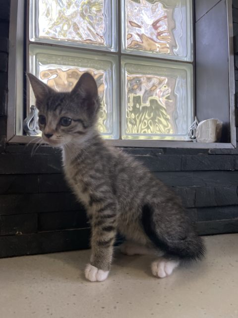 Kittens for sale *READ DESCRIPTION* | Cats & Kittens | Gumtree ...