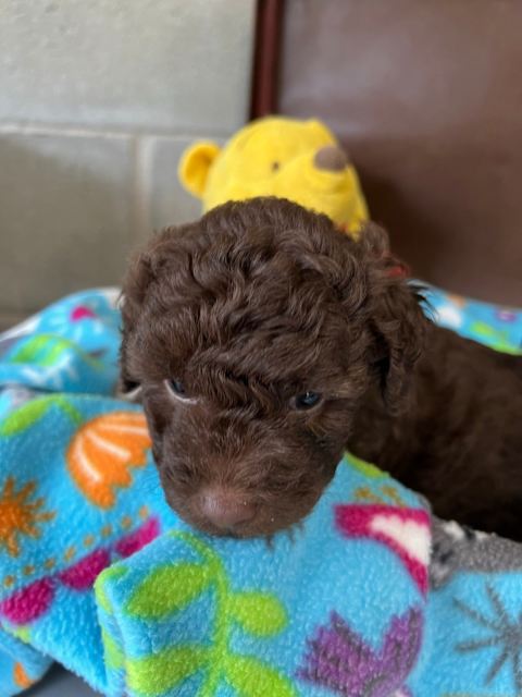 Lhasa apsa poodle cross pups | Dogs & Puppies | Gumtree Australia Perth ...
