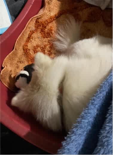 The last perfect male pup ,Toy Poodle/ Pomeranian | Dogs & Puppies ...