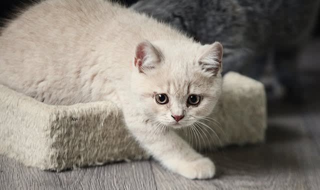 Gorgeous Registered British Shorthair kittens | Cats & Kittens ...