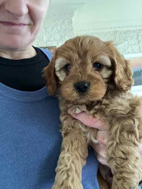 Cavoodle f2 puppies available for pickup 17th June | Dogs & Puppies ...