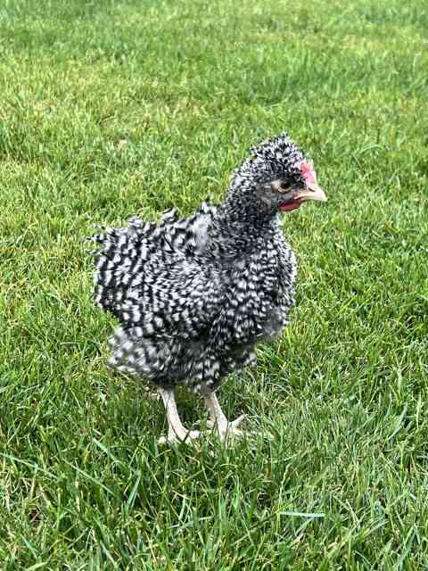 Frizzle Bantams, Marans, Olive Egger, Chickens | Birds | Gumtree ...