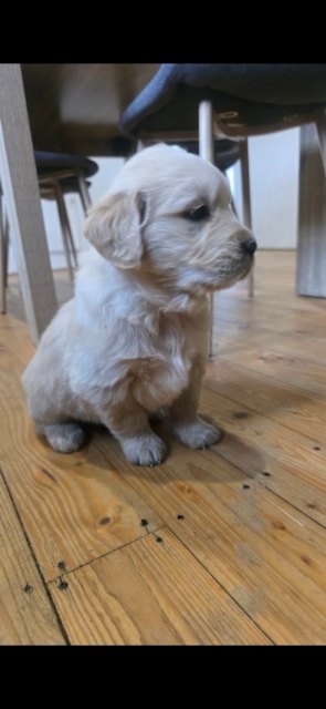 Purebred Golden Retrievers | Dogs & Puppies | Gumtree Australia Central ...