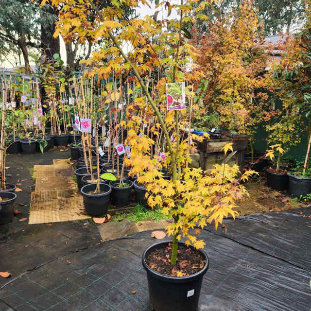 2.2m Japanese Maple Acer Palmatum Tree in 410mm pot - Plants in ...