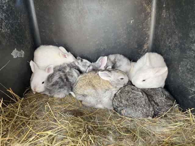 Baby rabbits NZ cross | Rabbits | Gumtree Australia Macedon Ranges ...