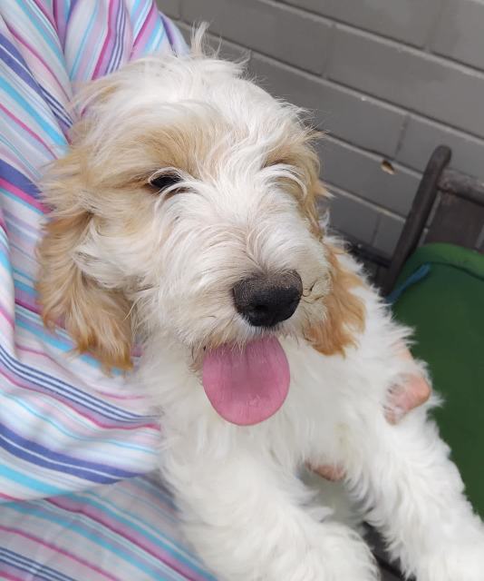 6mth old Gorgeous Female Spoodle Puppy DNA Clear | Dogs & Puppies ...