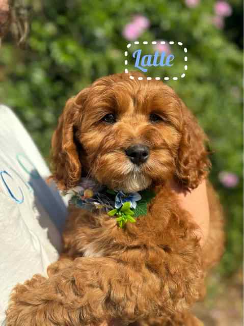 ️Ruby Mini Cavoodle Male Puppies ️ | Dogs & Puppies | Gumtree Australia ...