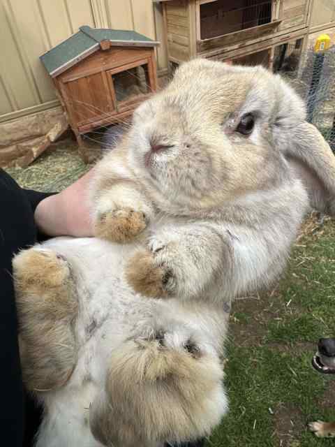 MINI lop rabbit - Pure breed | Rabbits | Gumtree Australia Morphett ...