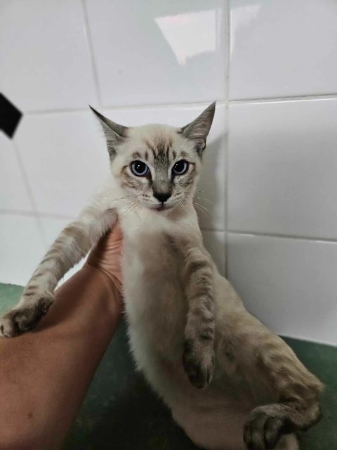 Snow Toyger kittens - purebred | Cats & Kittens | Gumtree Australia ...