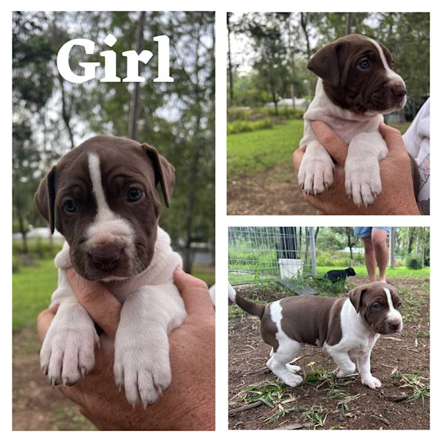 Stunning Bull Arab Puppies | Dogs & Puppies | Gumtree Australia Lockyer ...