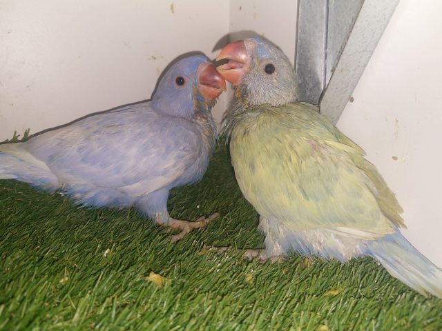Hand raised Indian Ringneck Parrots, Zebra finches | Birds | Gumtree ...