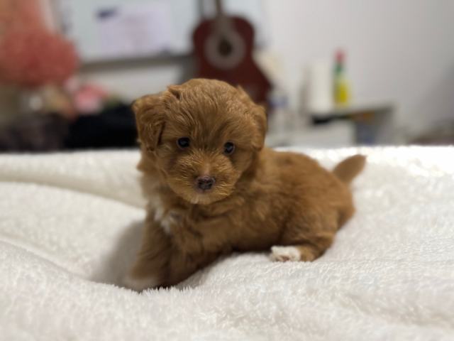 Pomapoo Puppies - Toy Size- Hypoallergenic | Dogs & Puppies | Gumtree ...