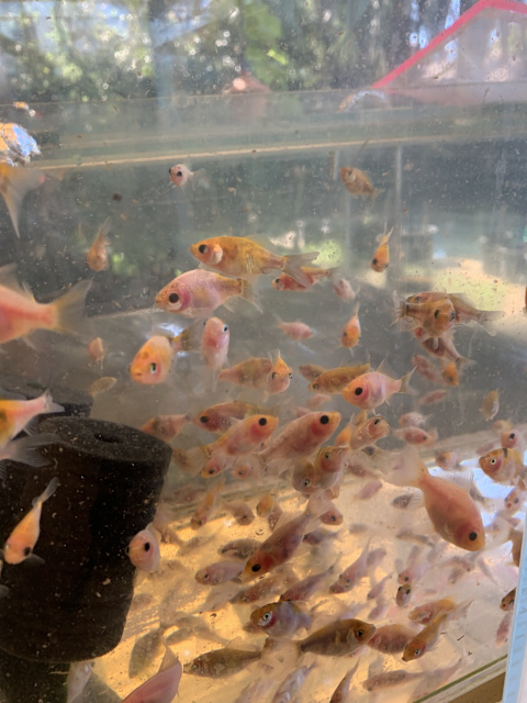 300 silver goldfish for $100 Pink Shubunkin and mix color $2 each ...