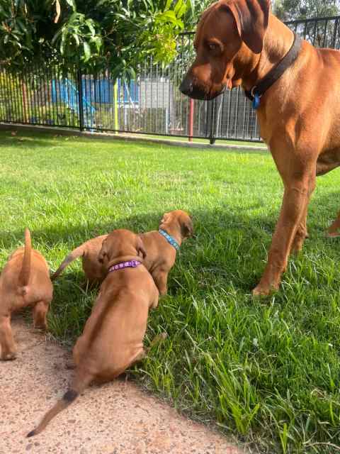 Rhodesian Ridgeback Puppies | Dogs & Puppies | Gumtree Australia ...