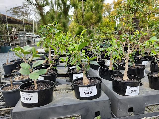 Ficus PRE Bonsai starter FIGS bonsai nursery NOW OPEN 7 DAYS AKADAMA ...