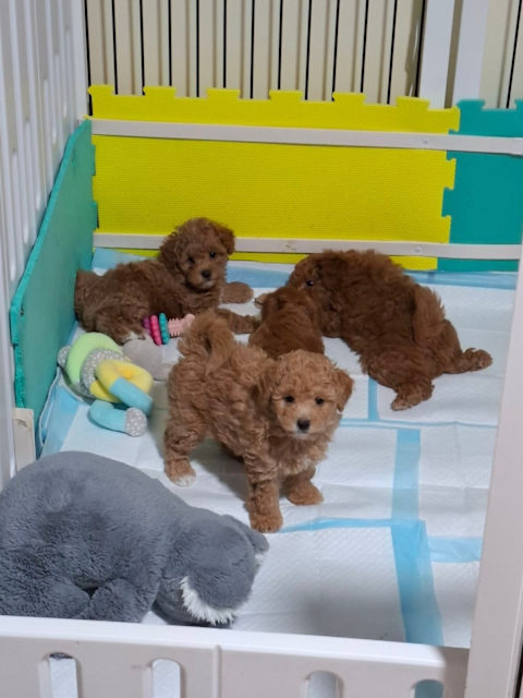 IRRESISTIBLE TOY MOODLE PUPPIES 🐶 FOR SALE | Dogs & Puppies | Gumtree ...