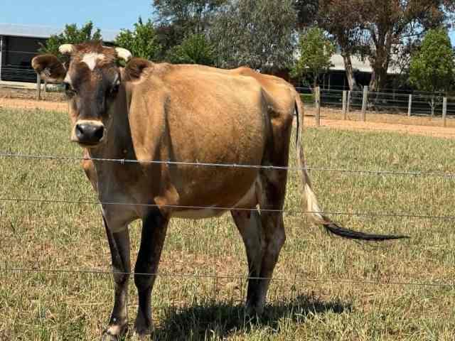 Jersey cow with pure speckle foster calf | Livestock | Gumtree ...