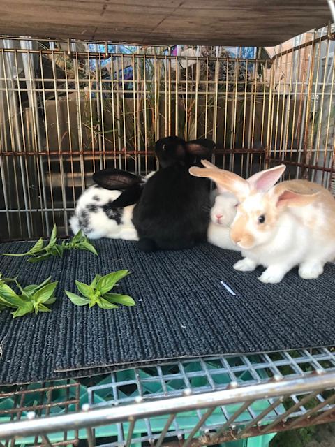 New Zealand x Flemish giant | Rabbits | Gumtree Australia Brimbank Area ...