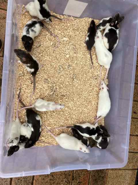 Coloured rats available. | Other Pets | Gumtree Australia Penrith Area ...