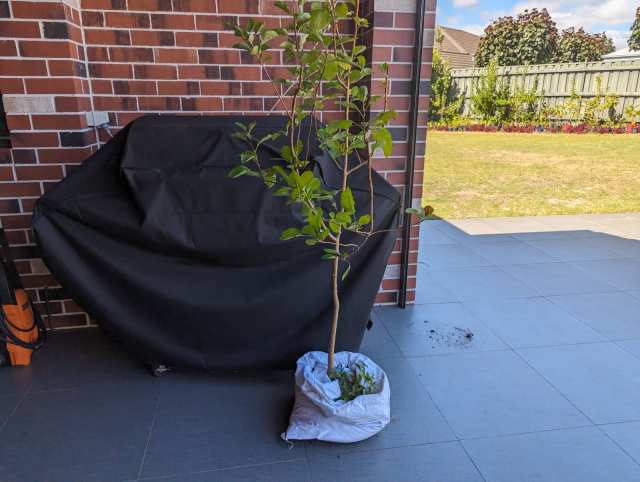 Fuji Apple tree for sale - Plants in Canning Vale WA | Gumtree Australia