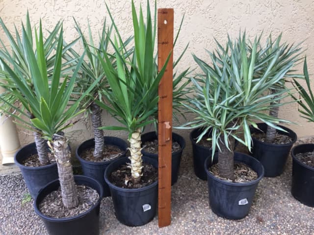 Potted Yucca Plants - variegated and green varieties - $10 each ...