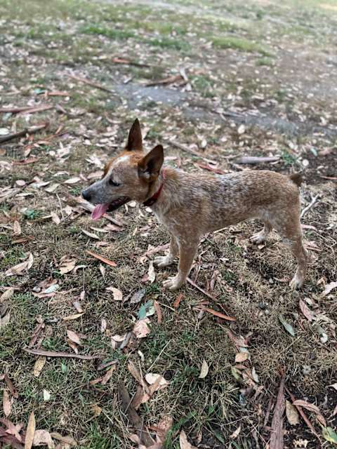 Female stumpy cattle Dog | Dogs & Puppies | Gumtree Australia Orange ...