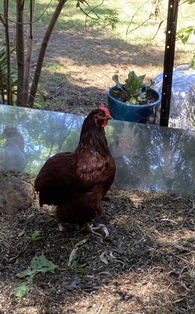 Rhode Island Red layer chicken | Birds | Gumtree Australia Stirling ...