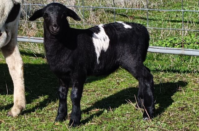 Ram Lamb HMMS Harlequin Miniature Meat Sheep | Livestock | Gumtree ...